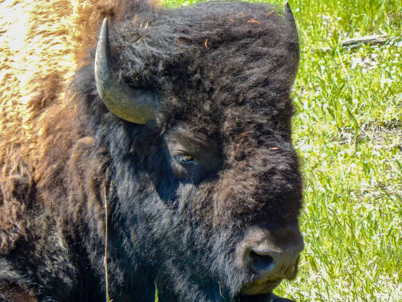 The Very Best Places To See The Animals of Yellowstone National Park ...